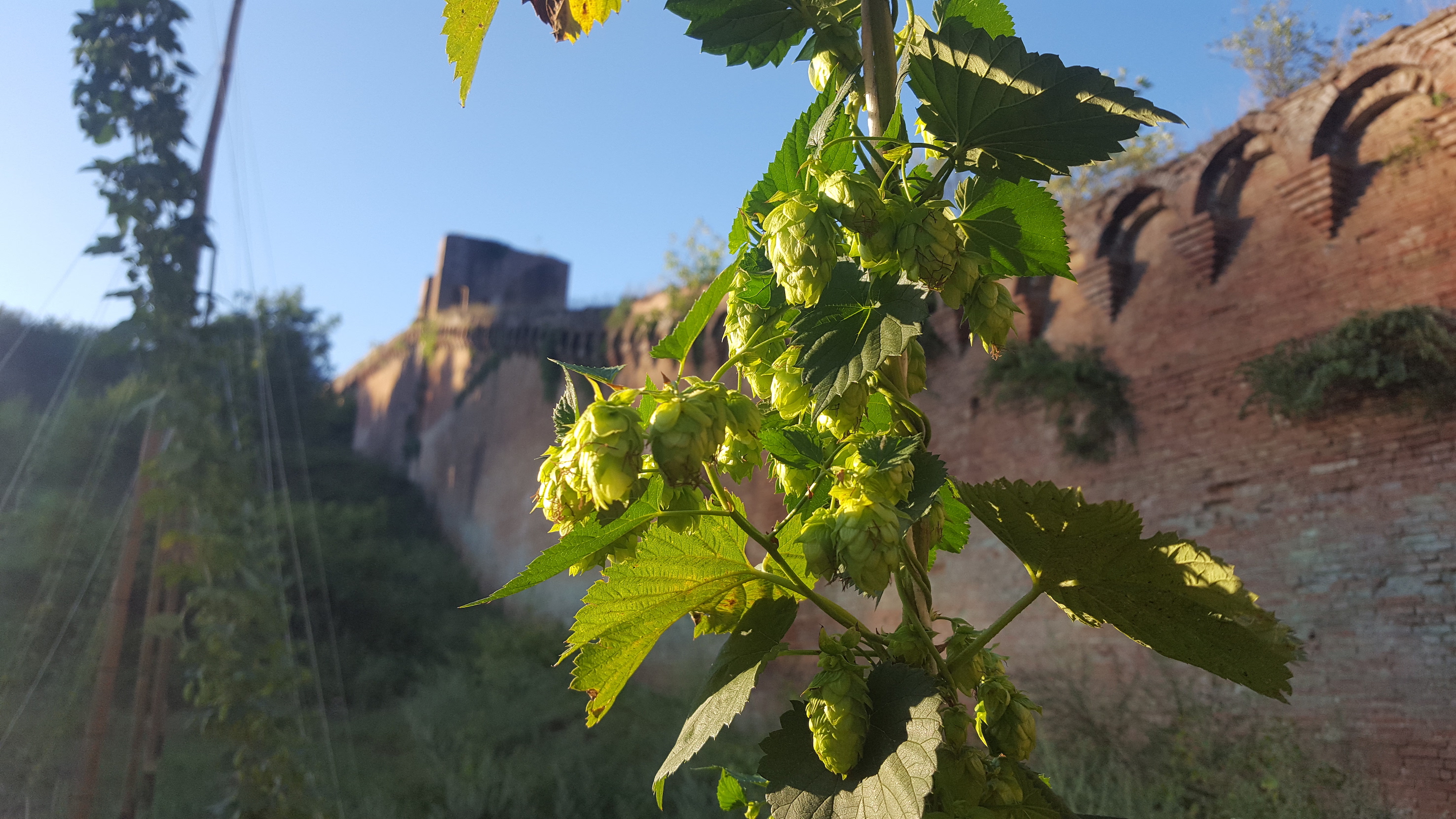 Hops in Wine Country – ALL OVER THE PLACE